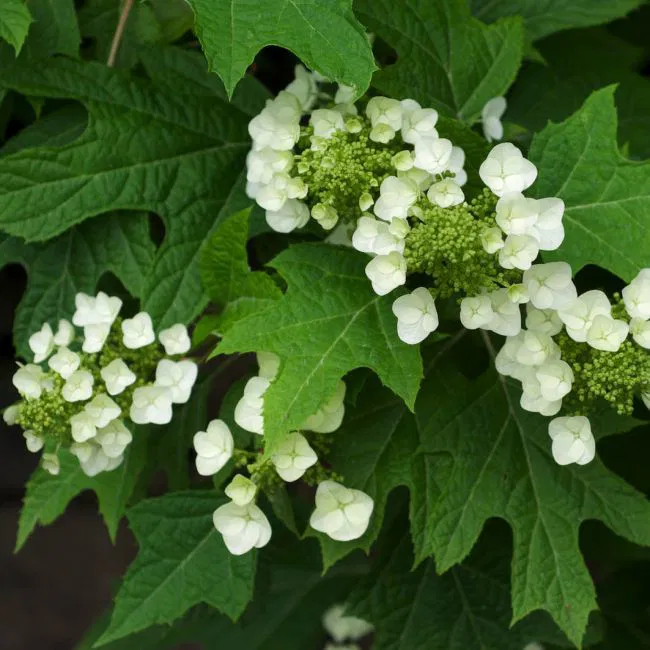 Hydrangea quercifolia