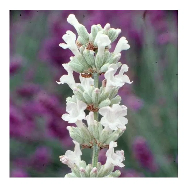 Lavandula angustifolia Arctic Snow