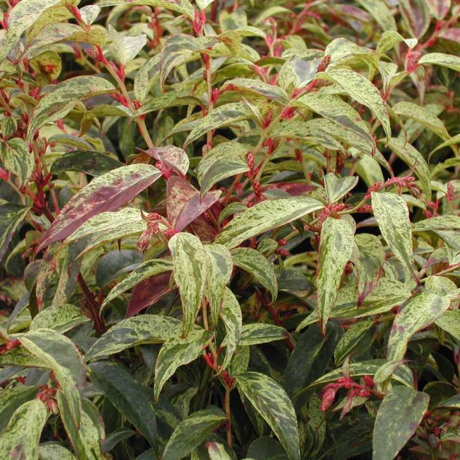Leucothoe fontanesiana Rainbow