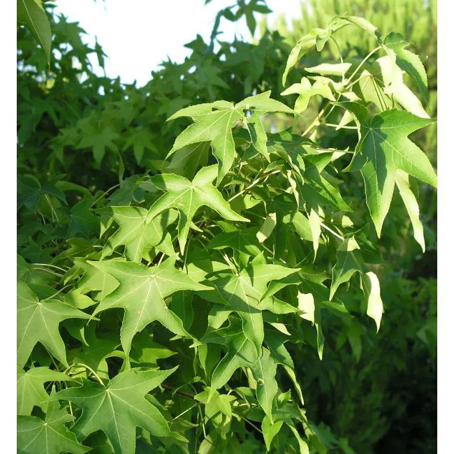 Liquidambar styraciflua
