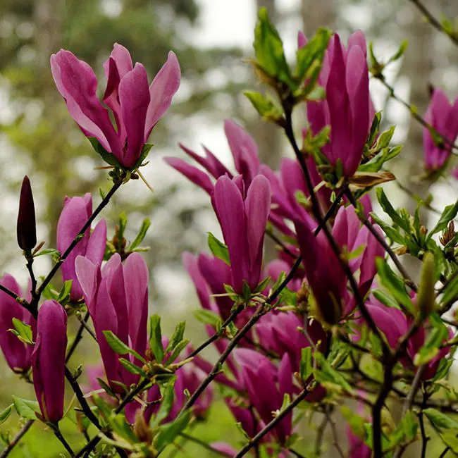 Magnolia Susan