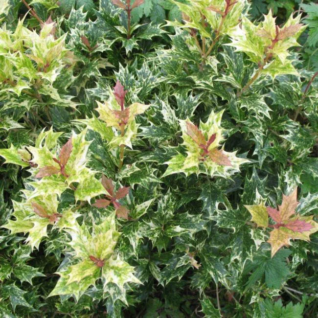 Osmanthus heterophyllus 'Tricolor'
