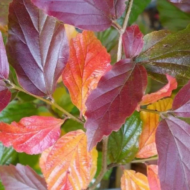 Parrotia persica Bella