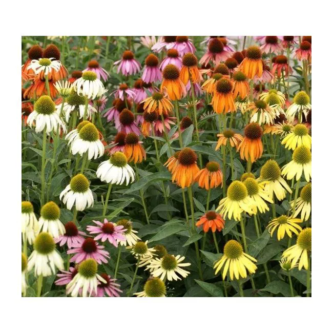 Echinacea Purpurea