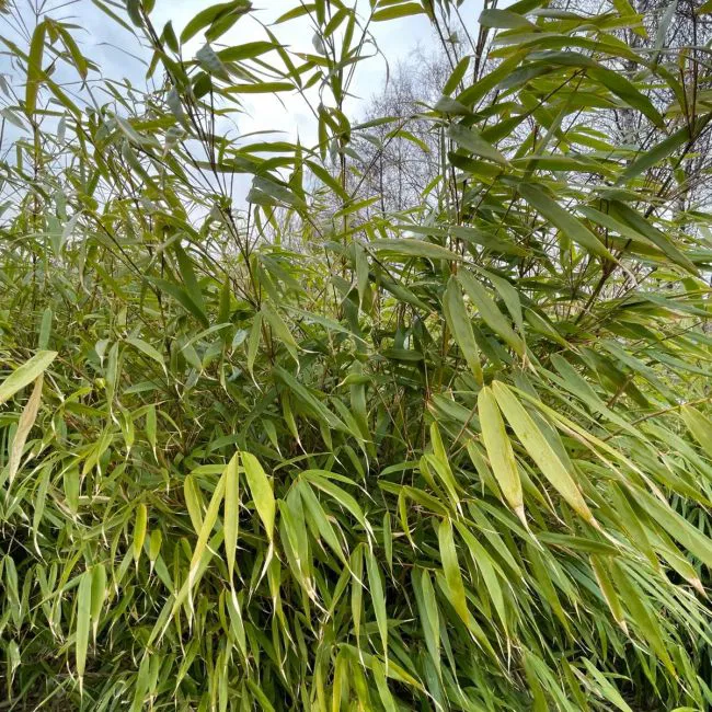 Fargesia robusta ‘Formidable’