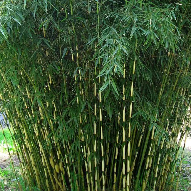 Fargesia robusta ‘Pingwu’