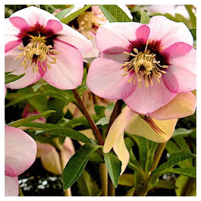 Helleborus orientalis