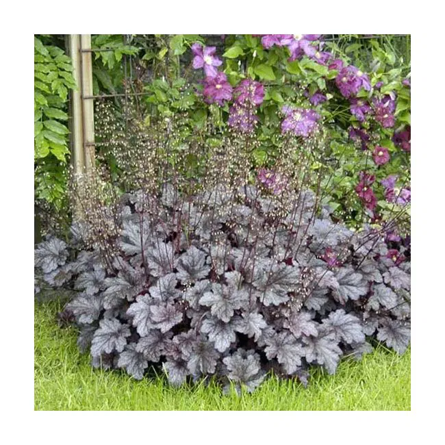 Heuchera Micrantha Palace Purple
