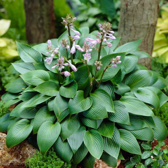 Hosta Lakeside Devon Green
