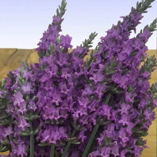 Lavandula x intermedia Sensational
