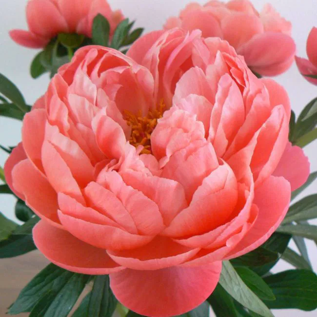 Paeonia 'Coral Charm'