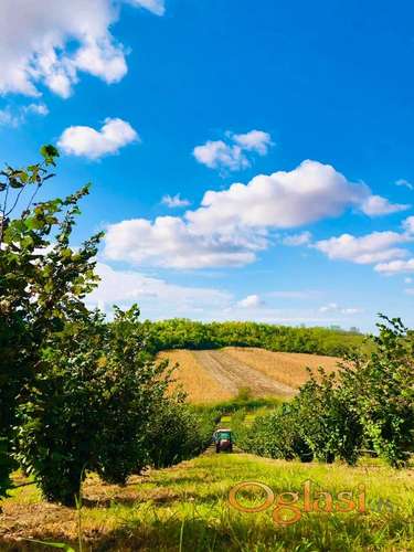 Plantaža lešnika Fruška gora