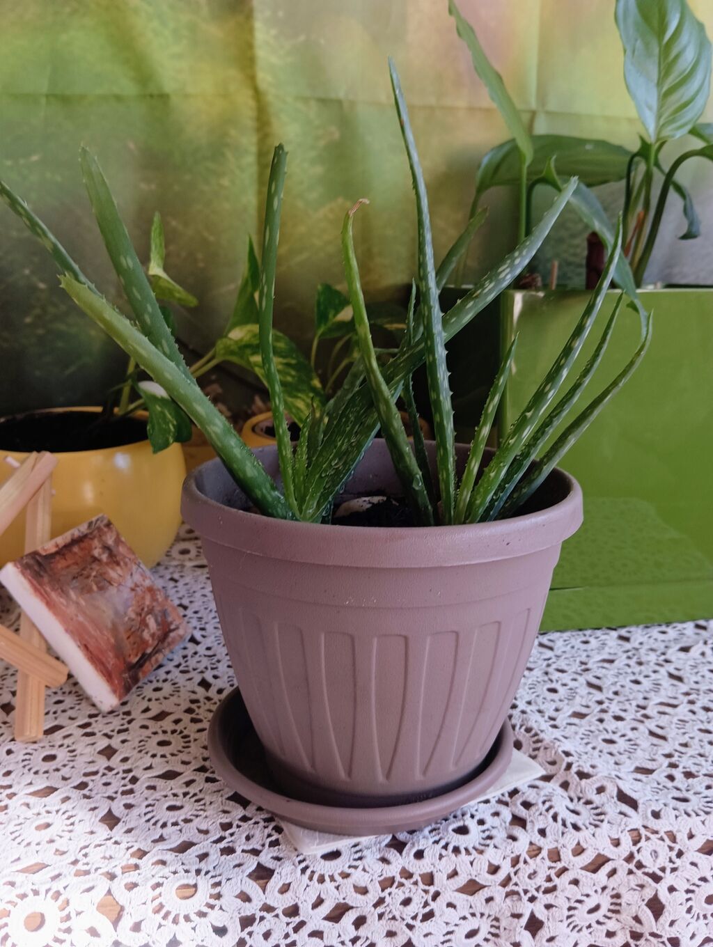 Aloja u saksiji prečnika 15cm - 300 din Aloja u saksiji prečnika 19cm