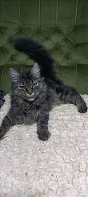 Maine Coon, mlada mačka