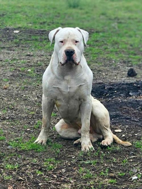 Dogo Argentino,mužijak slobodan za parenje