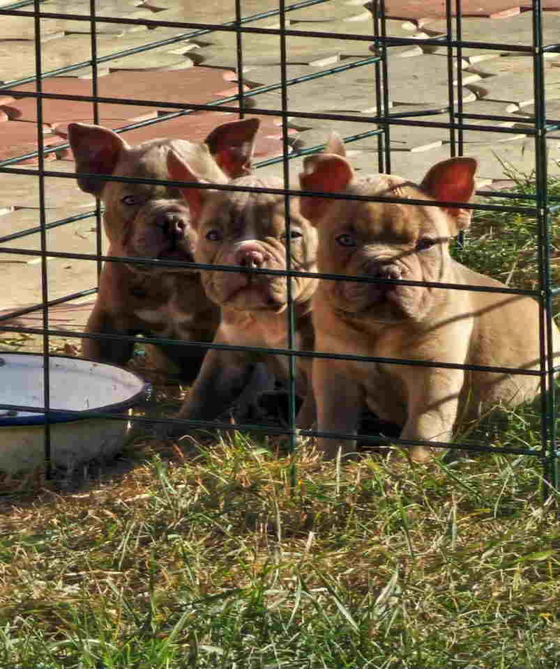 American Bully pocket i egzotic u lilac i coko boji