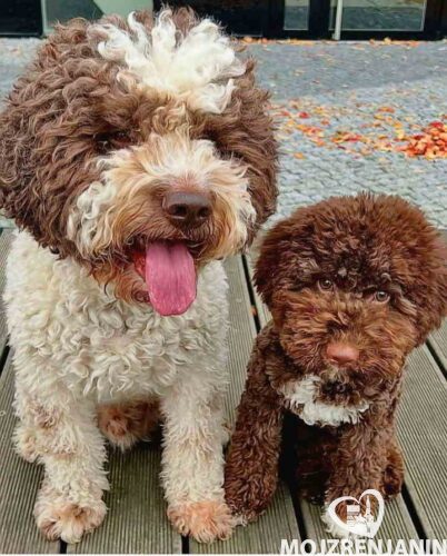 Novo leglo Lagotto romangolo