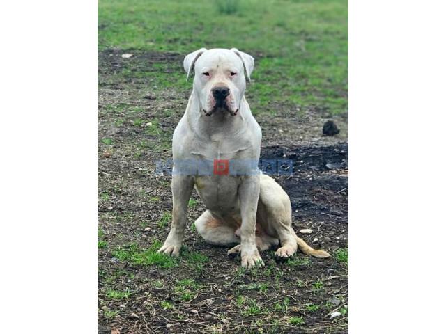 Dogo Argentino,mužijak slobodan za parenje