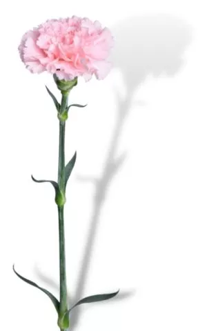 KARANFIL ROZE