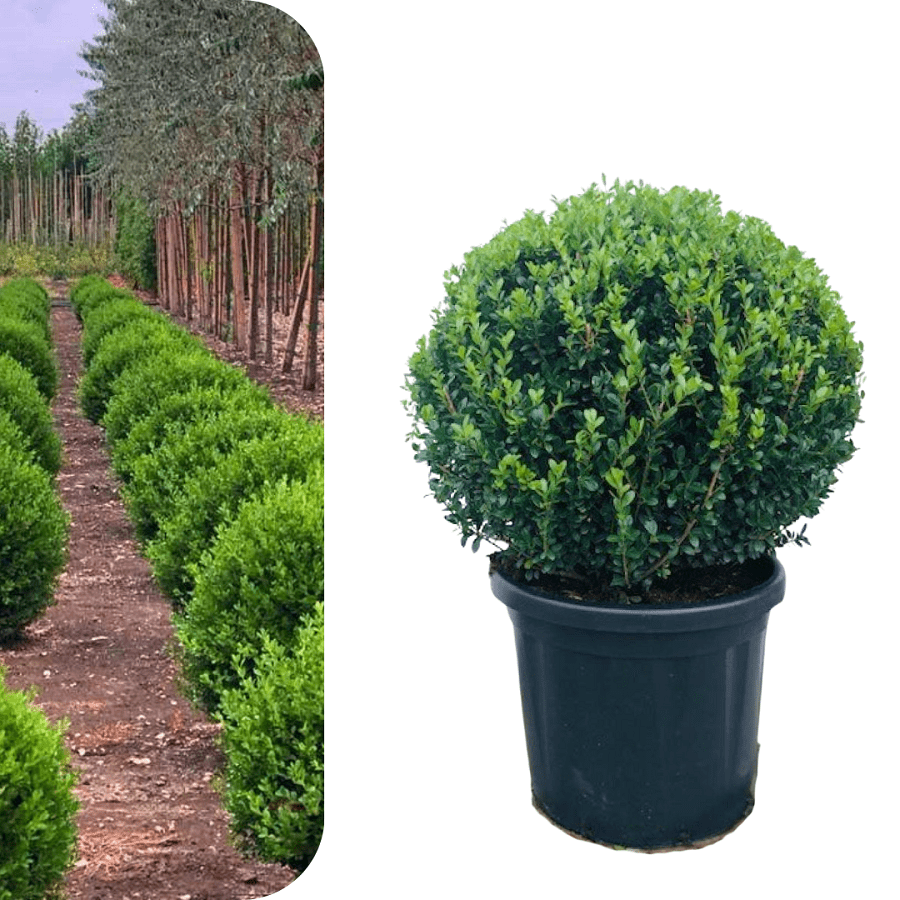 Buxus sempervirens loptasti simsir 100cm