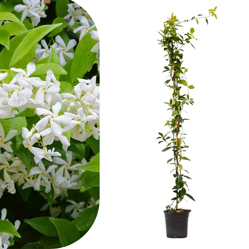 Zvezdasti Jasmin - Trachelospermum jasminoides