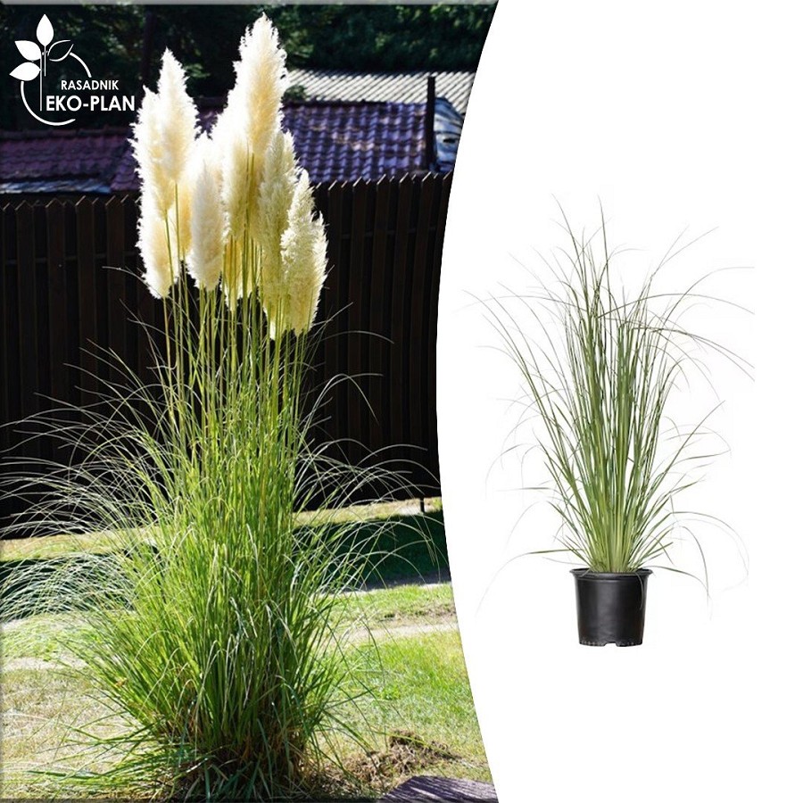 Beli Pampas - Cortaderia selloana