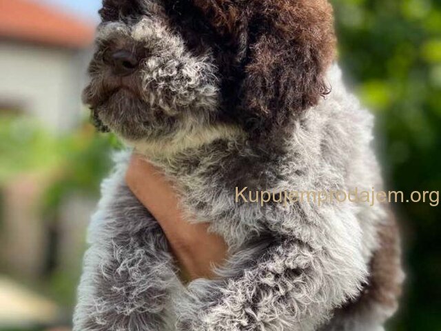 Novo leglo Lagotto romangolo