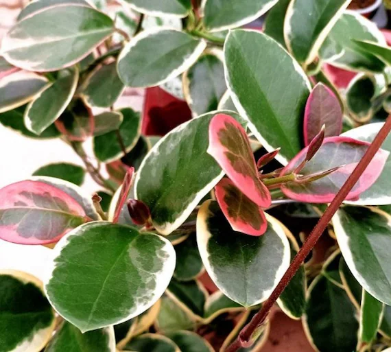 Hoya carnosa australis blondie