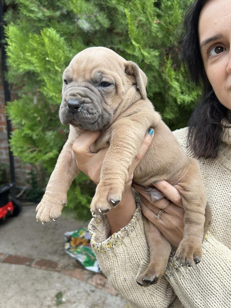 Dogs of the South African Mastiff-Boerboel