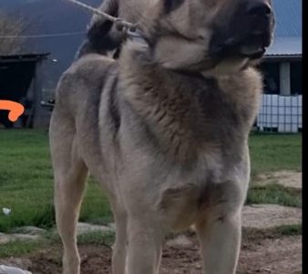 Turski Kangal stenci