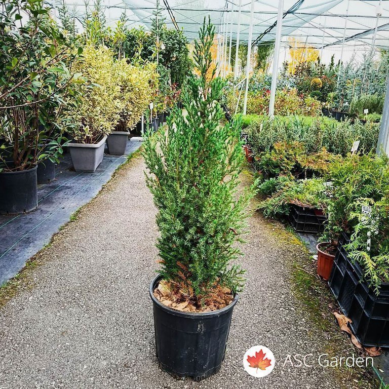 Juniperus chinensis Stricta 60 cm