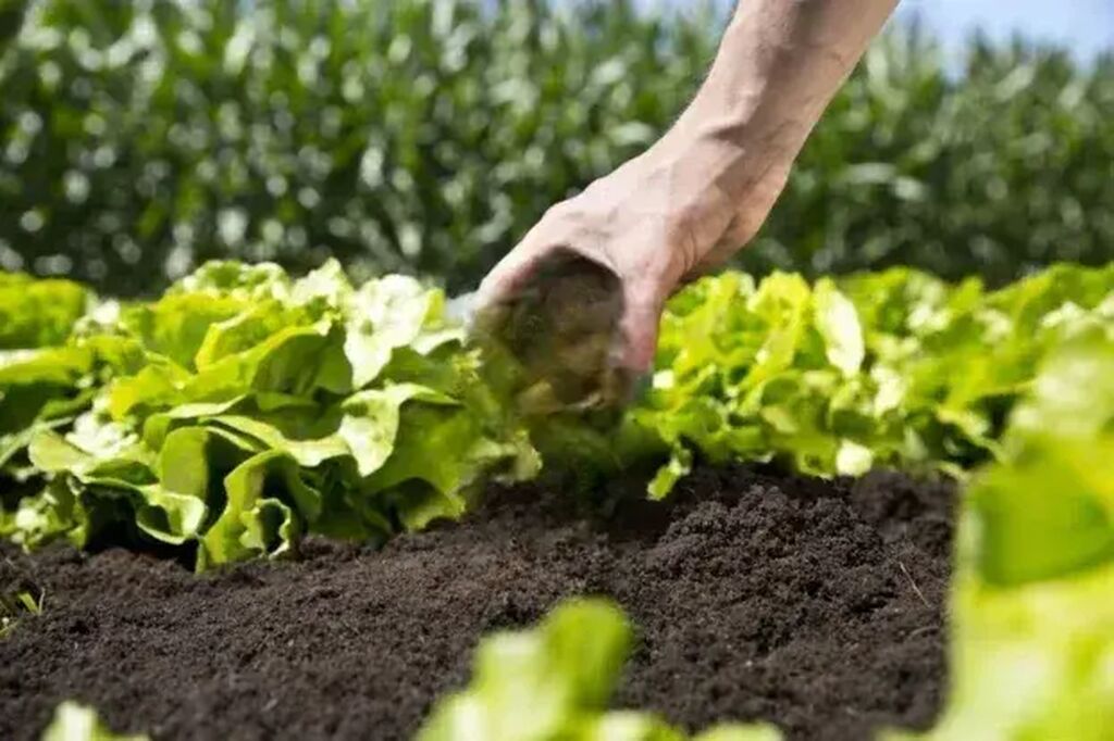 Klopka Zamka za Puževe golaće; Pakovanje od 2 komada; WINDHAGER