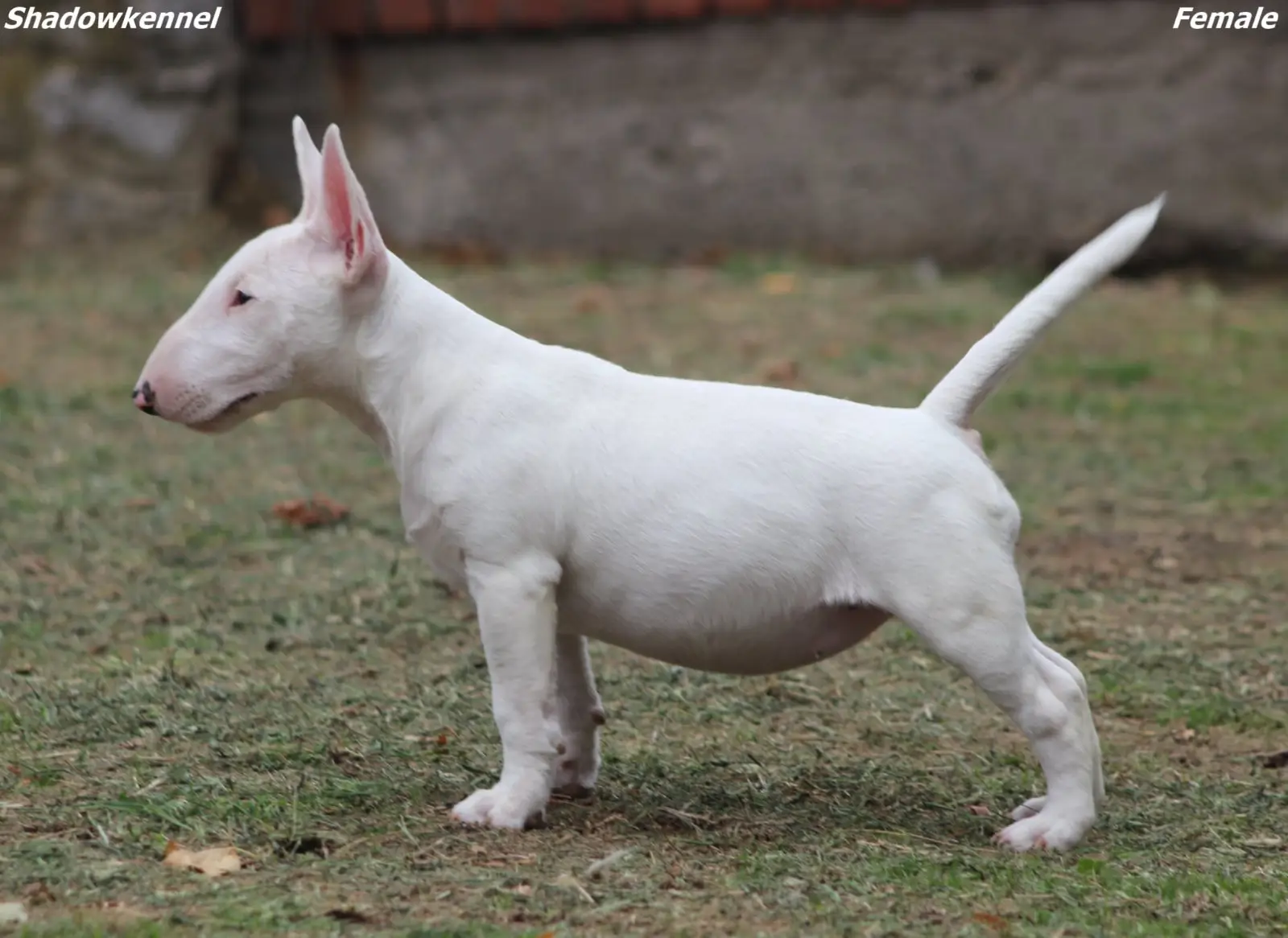 Štenci Mini Bull Terrier