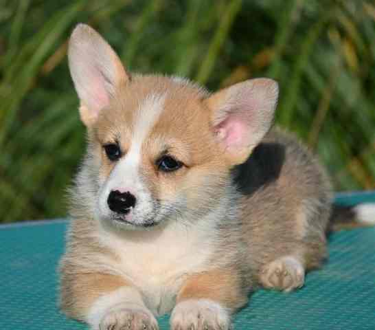 Velški korgi Welsh Corgi Pembroke