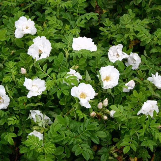 Rosa rugosa – Bela