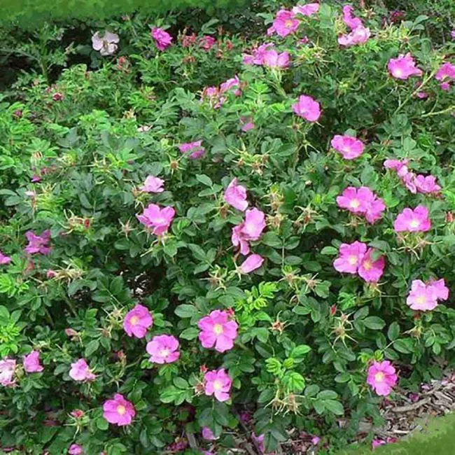 Rosa rugosa – Naborana ruža (Japanska ruža)