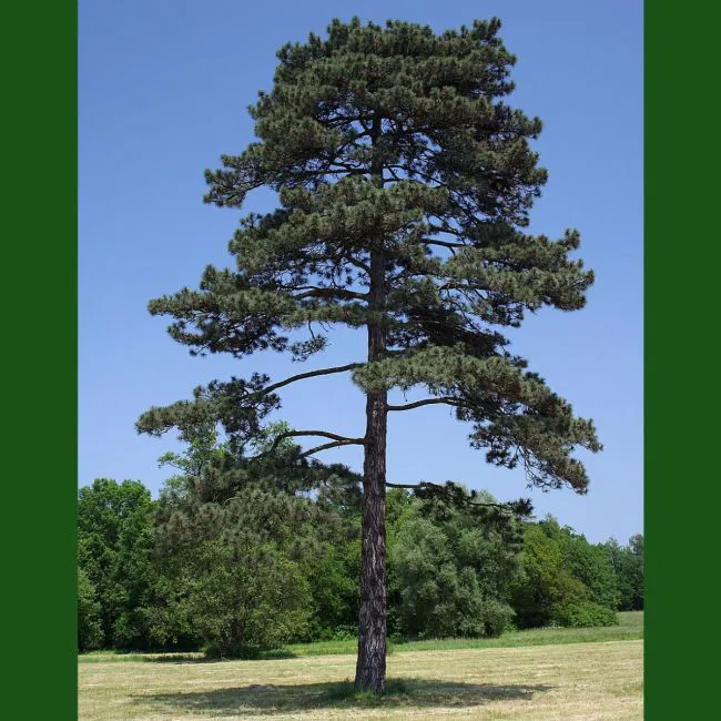 Pinus nigra