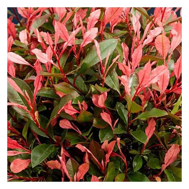 Photinia fraseri Little Fenna