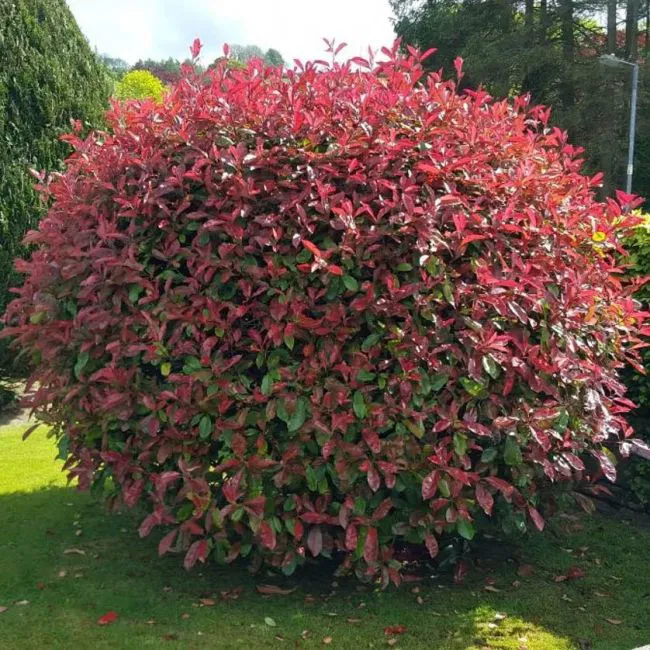 Photinia x fraseri Magical Volcano