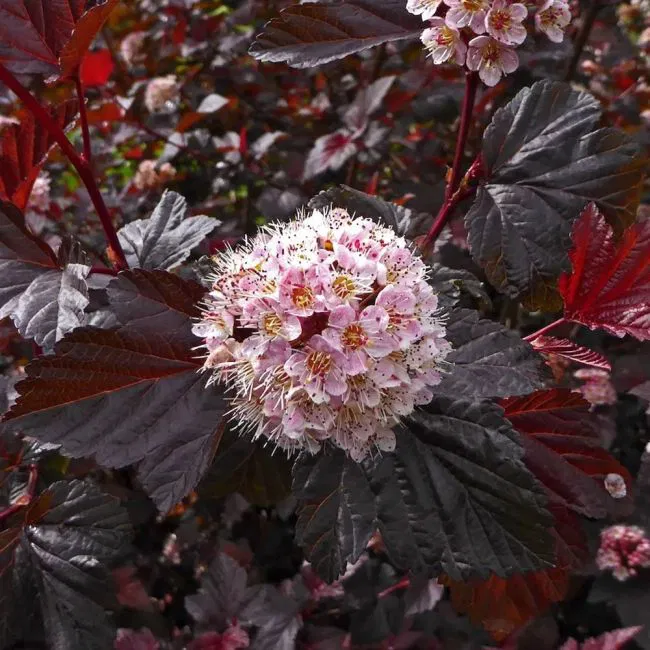 Physocarpus opulifolius Diabolo
