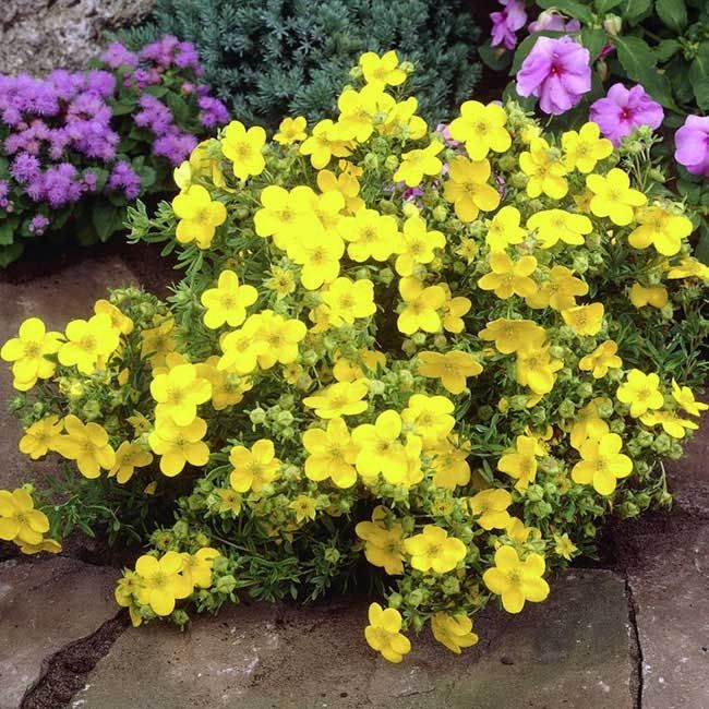Potentilla fruticosa 'Goldfinger'