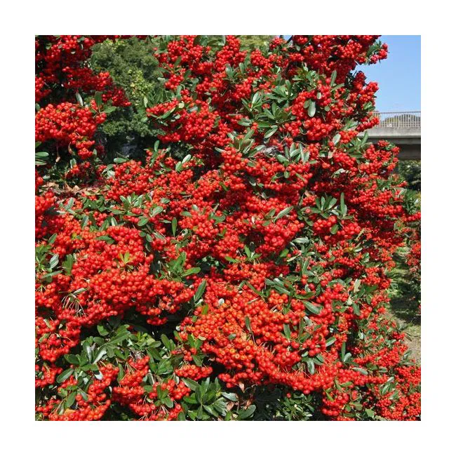 Pyracantha coccinea 'Mohave'