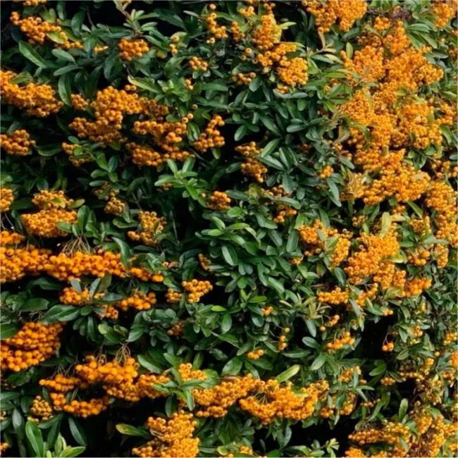Pyracantha coccinea 'Orange Glow'