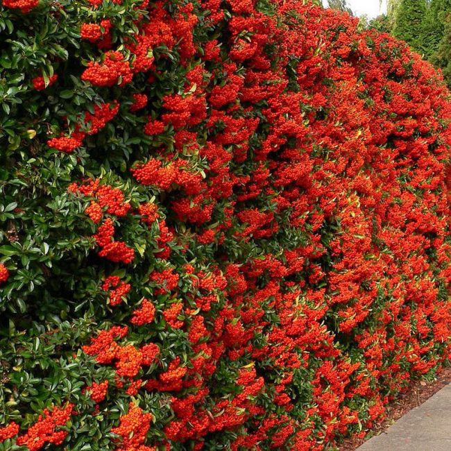 Pyracantha coccinea 'Red Column'