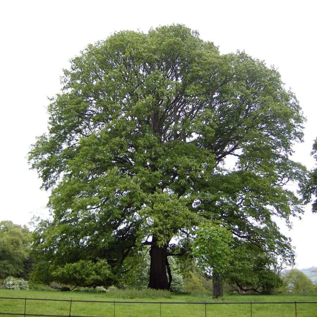 Quercus Cerris