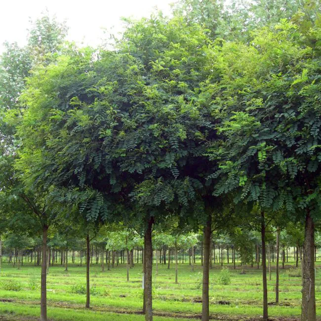 Robinia pseudoacacia 'Umbraculifera'