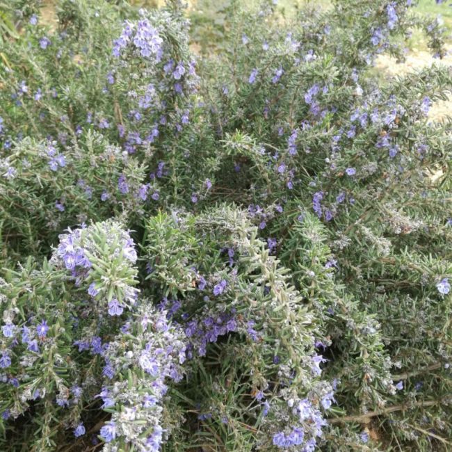 Rosmarinus officinalis 'Corsican Blue'