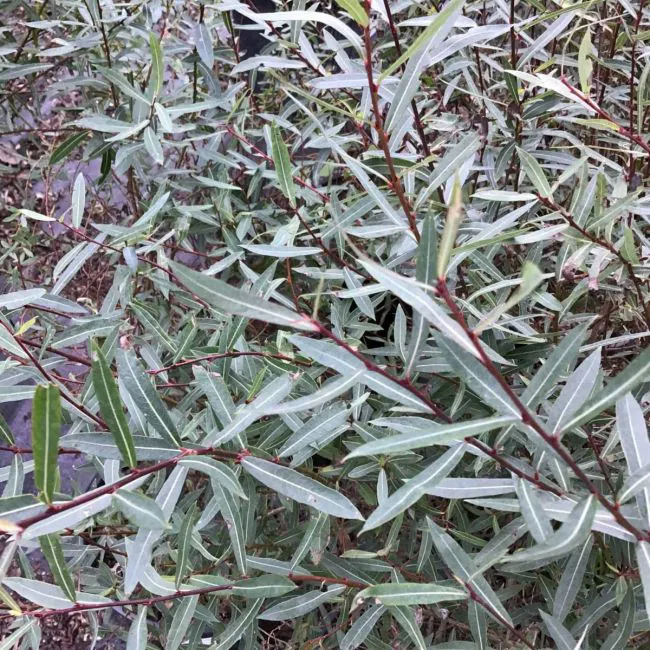 Salix purpurea Nana