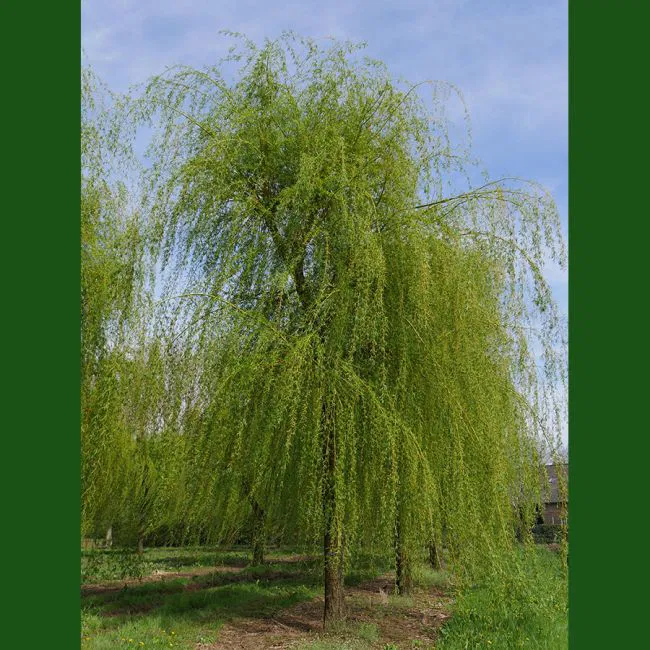 Salix Shrysocama