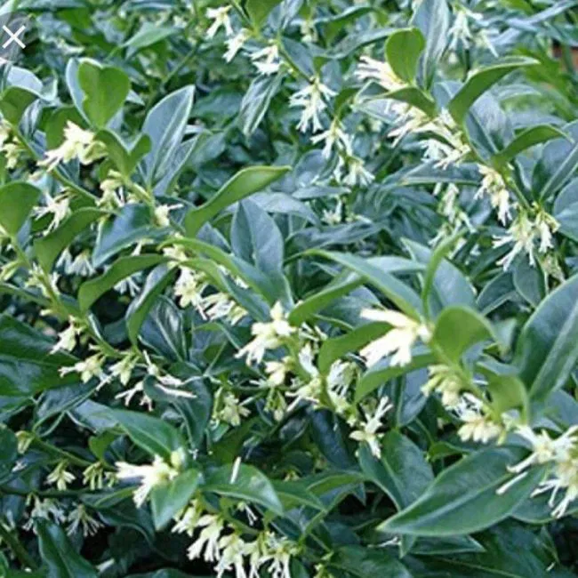 Sarcococca confusa